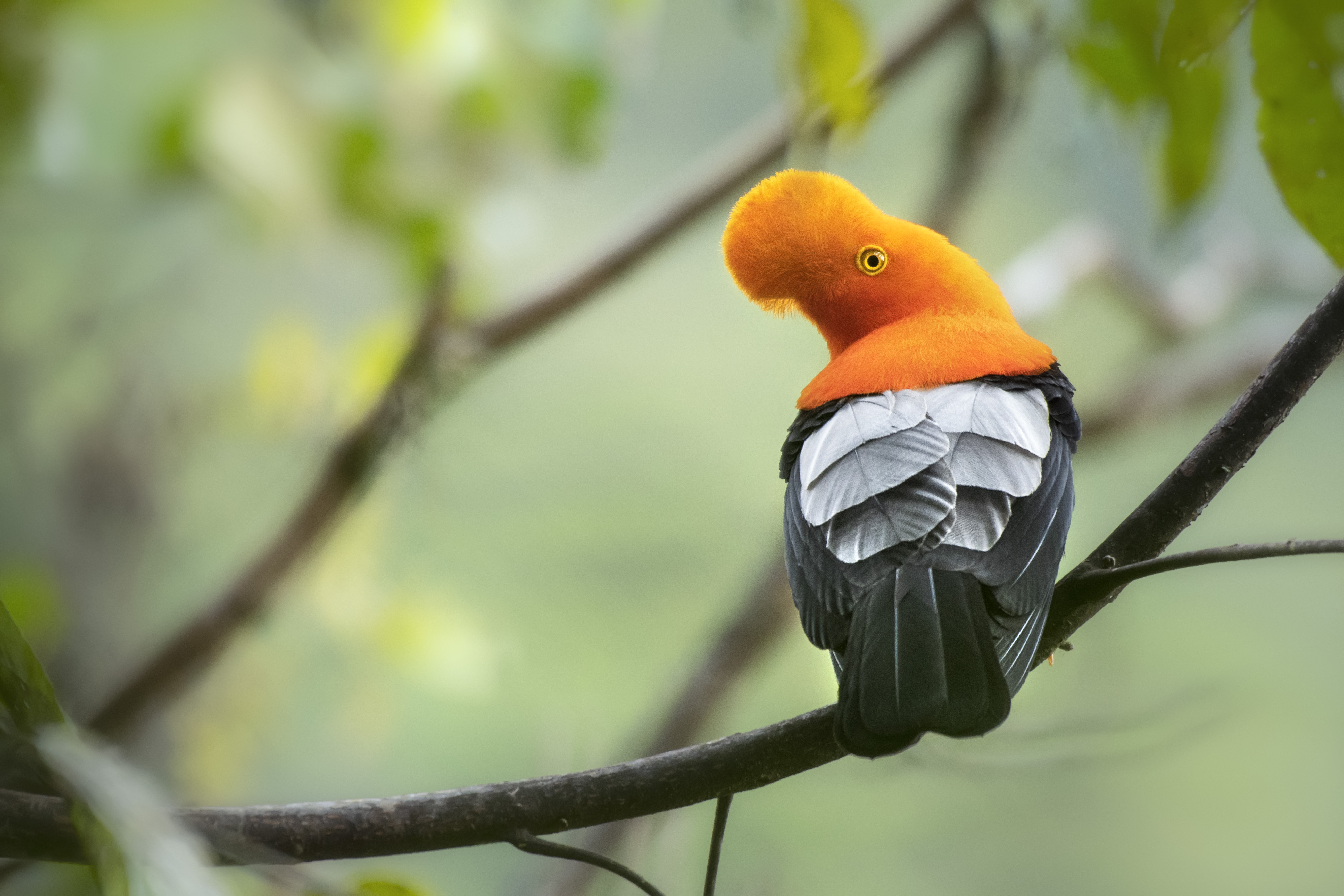 Birding & Photography - 14 Day ECUADOR - Birding and Wildlife Safaris